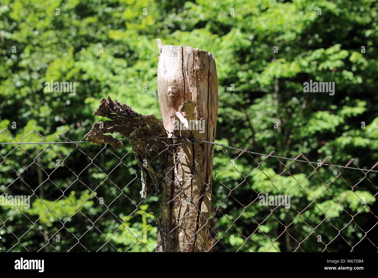 Cracked strong wooden fence pole with peeled bark holding metal wire ...
