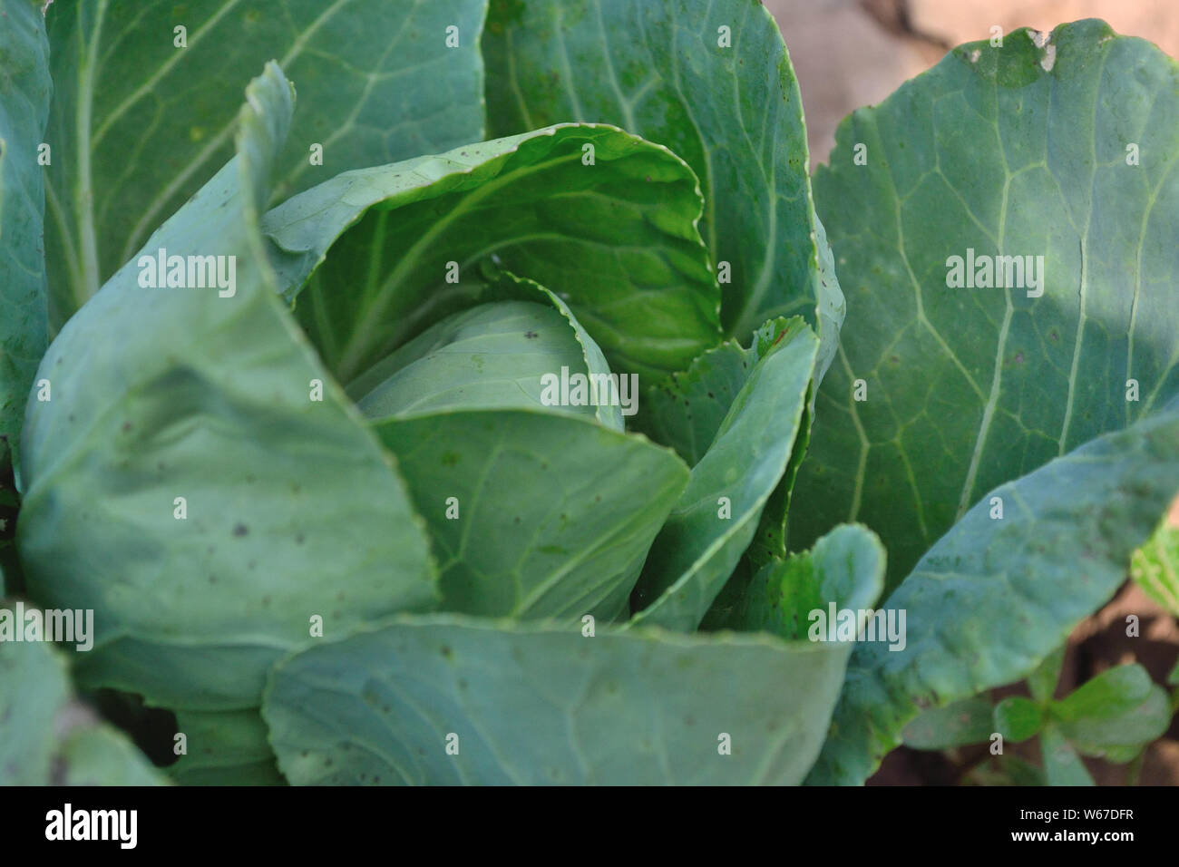 Green headed hi-res stock photography and images - Alamy