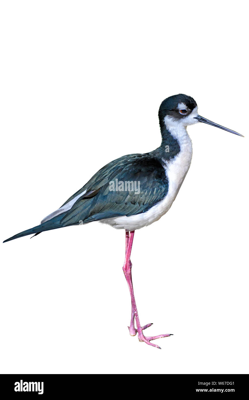 Black necked stilt bird Cut Out Stock Images & Pictures - Alamy