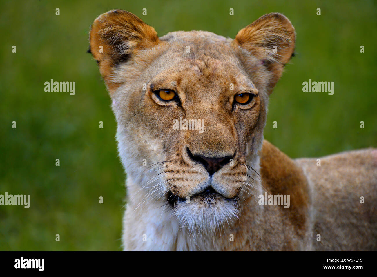 Closeup of lioness, female lion, portrait, looking at camera Stock ...