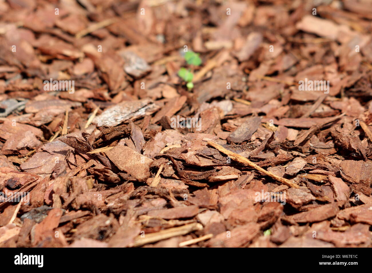 Decorative tree bark used to cover ground between flowers texture ...