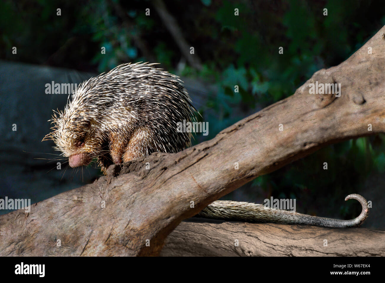 Porcupine tail prehensile hi-res stock photography and images - Alamy