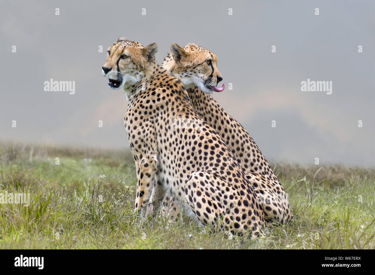 Cheetahs cat feline fast fastest spotted carnivore animals hi-res stock ...