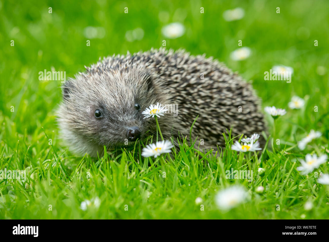 Hedgehog, (Scientific name: Erinaceus europaeus) in natural garden ...