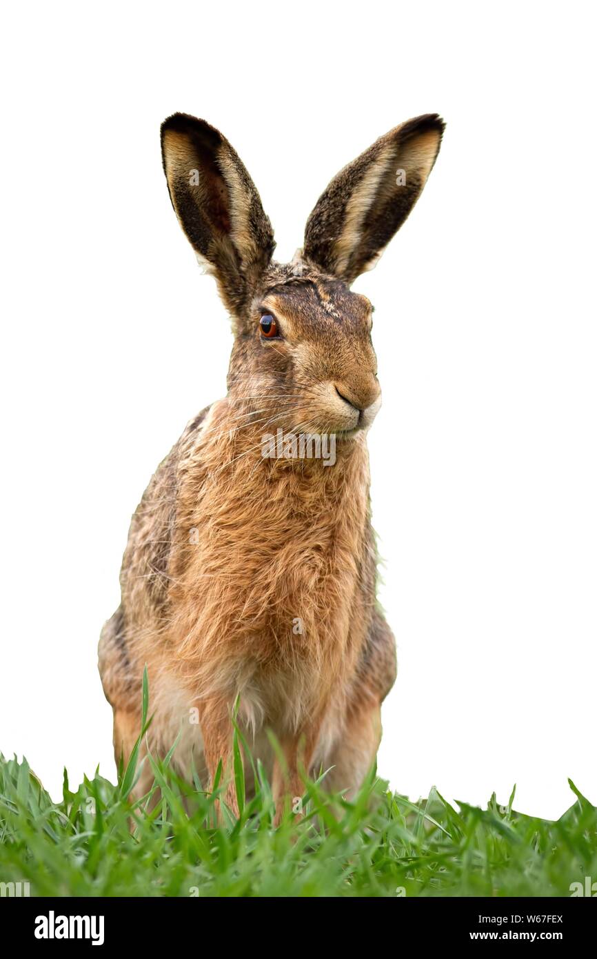 Brown hare cut out hi-res stock photography and images - Alamy
