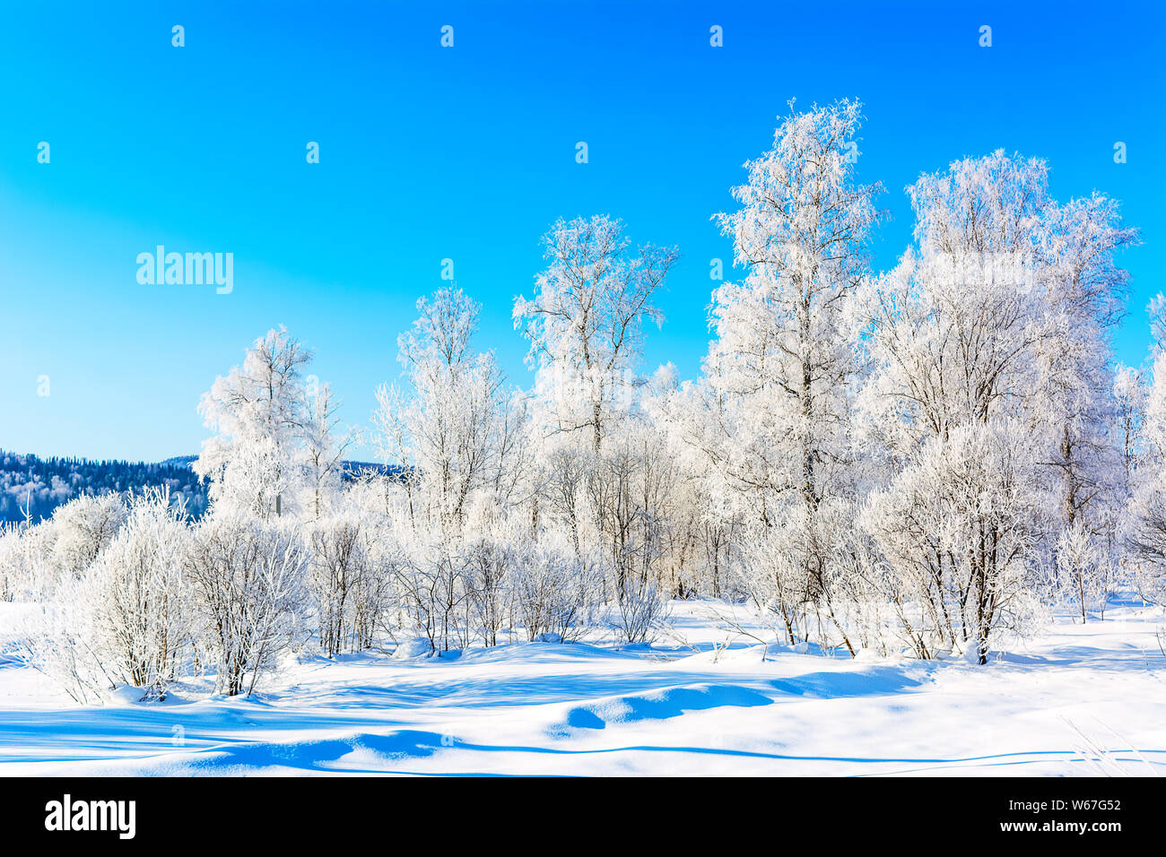 Blue spruce tree white background hi-res stock photography and images ...