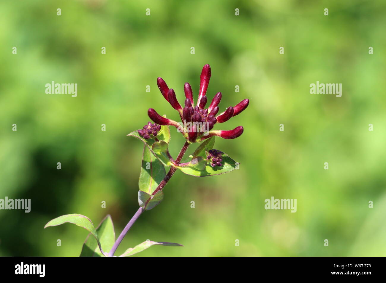Bilaterally symmetrical hi-res stock photography and images - Alamy