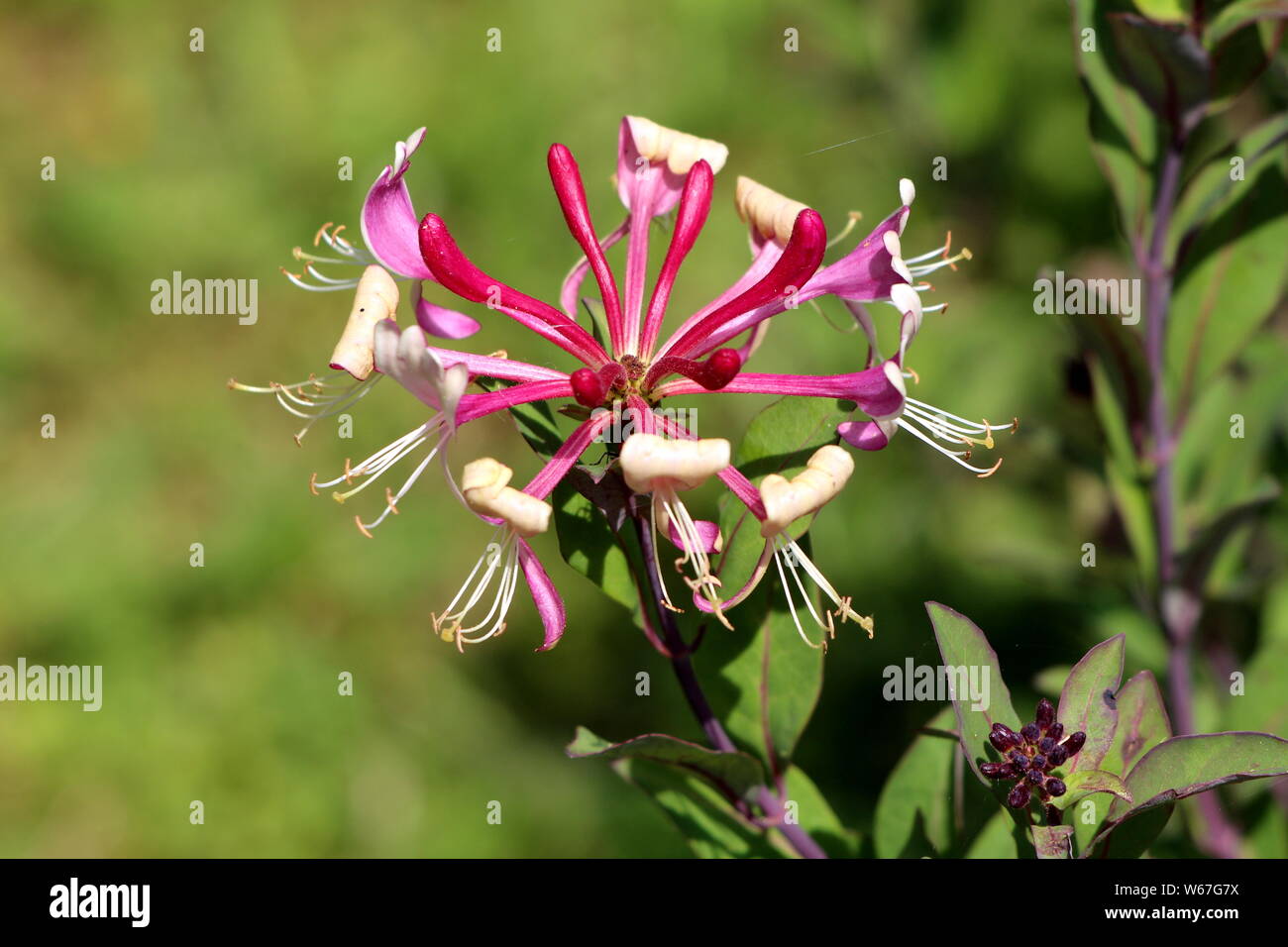 Bilaterally symmetrical flowers hi-res stock photography and images - Alamy