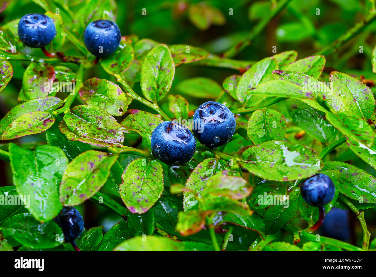 Wild forest blueberry bush with ripe berries and water drops, close up ...