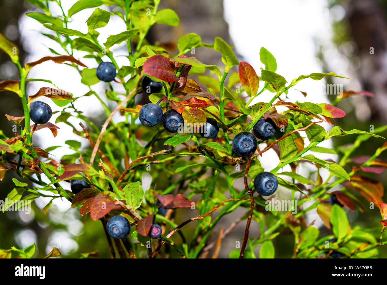Wild Blueberry Bush