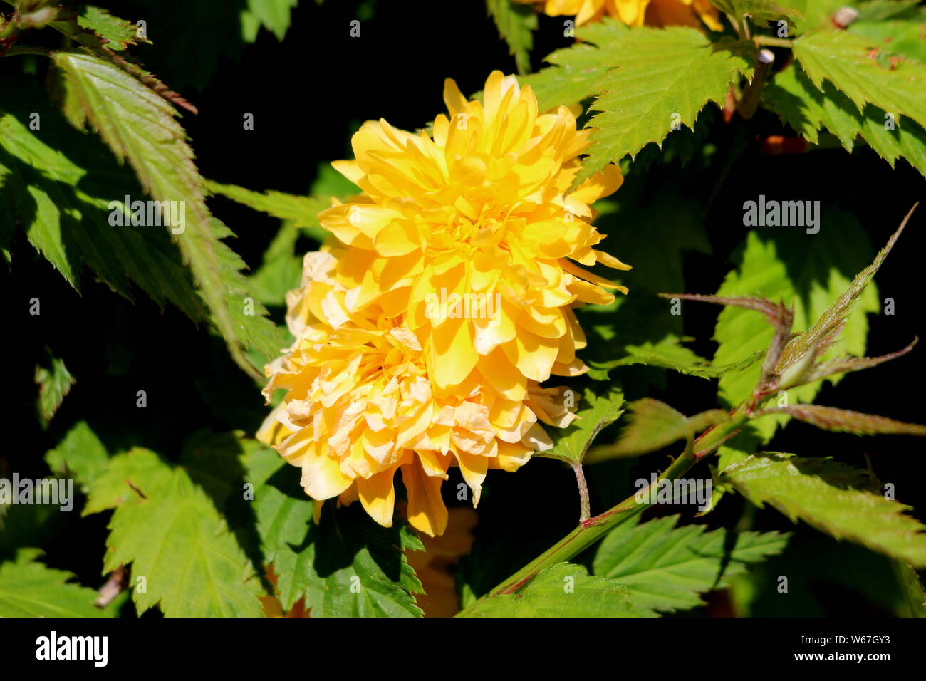 Japanese kerria or Kerria japonica or Japanese marigold bush or Miracle ...