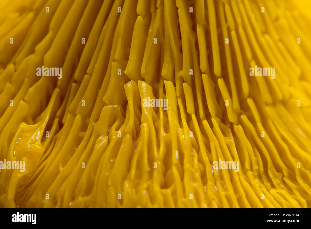 Echter pfifferling hi-res stock photography and images - Alamy