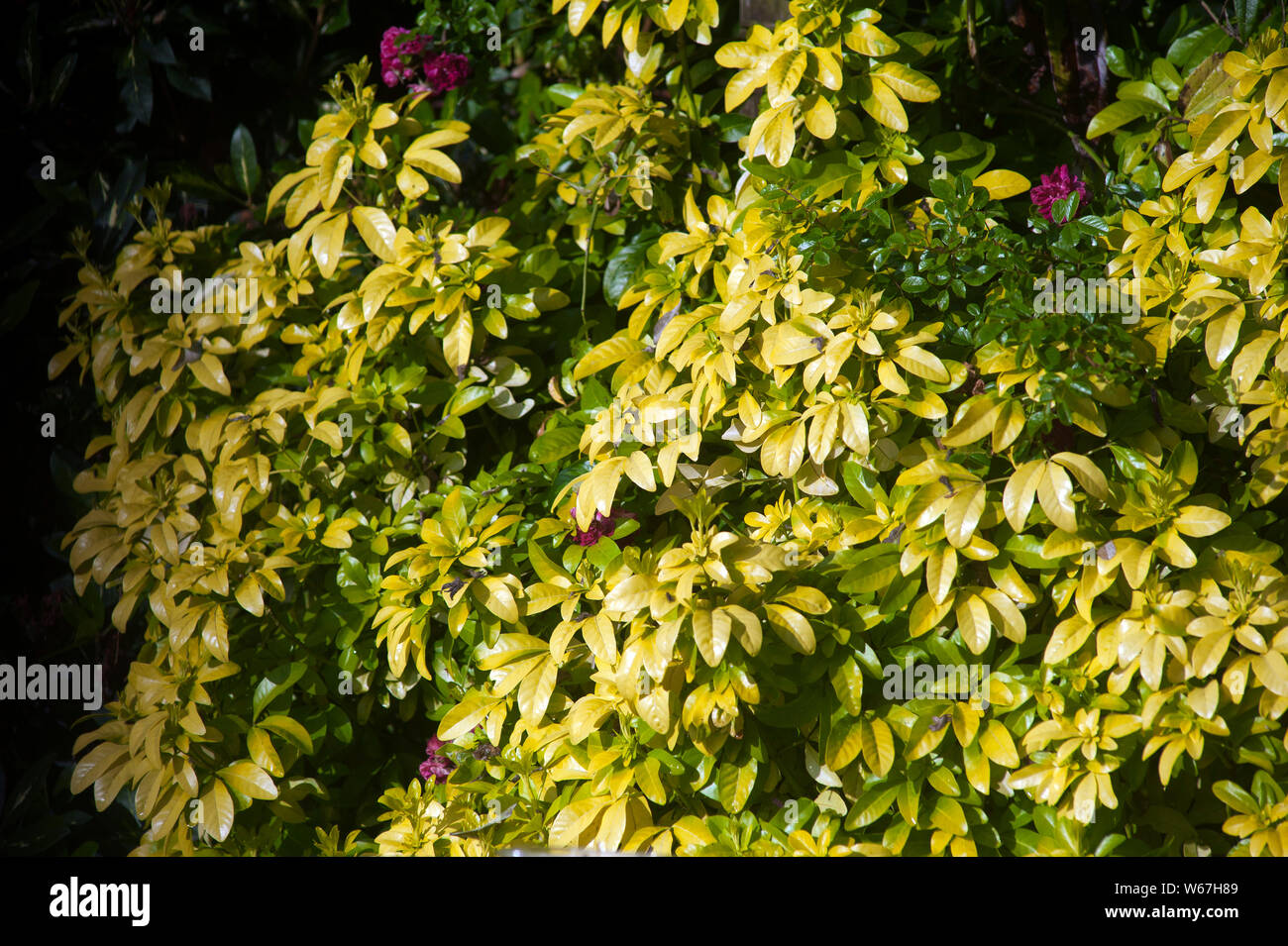 Schrub hi-res stock photography and images - Alamy