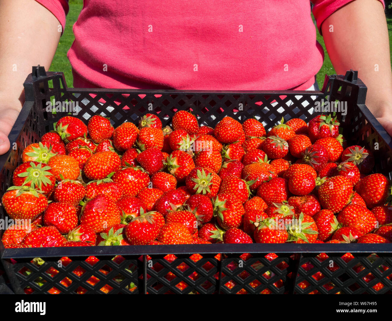 Harvesting fresh strawberries in June. Sweet red strawberry. Strawberry ...