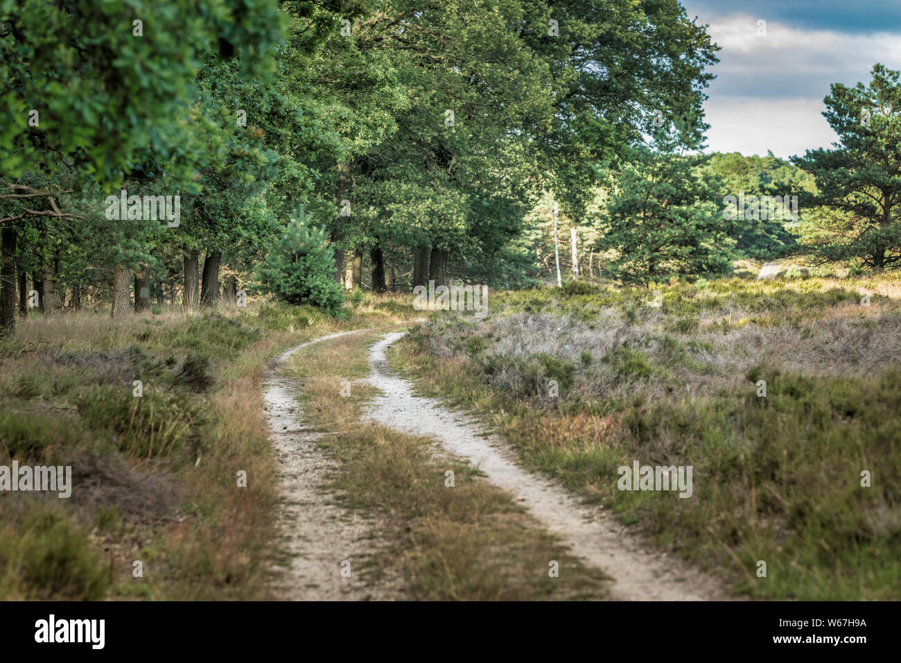 blue sky and clouds in holland national park de hooge veluwe, with ...