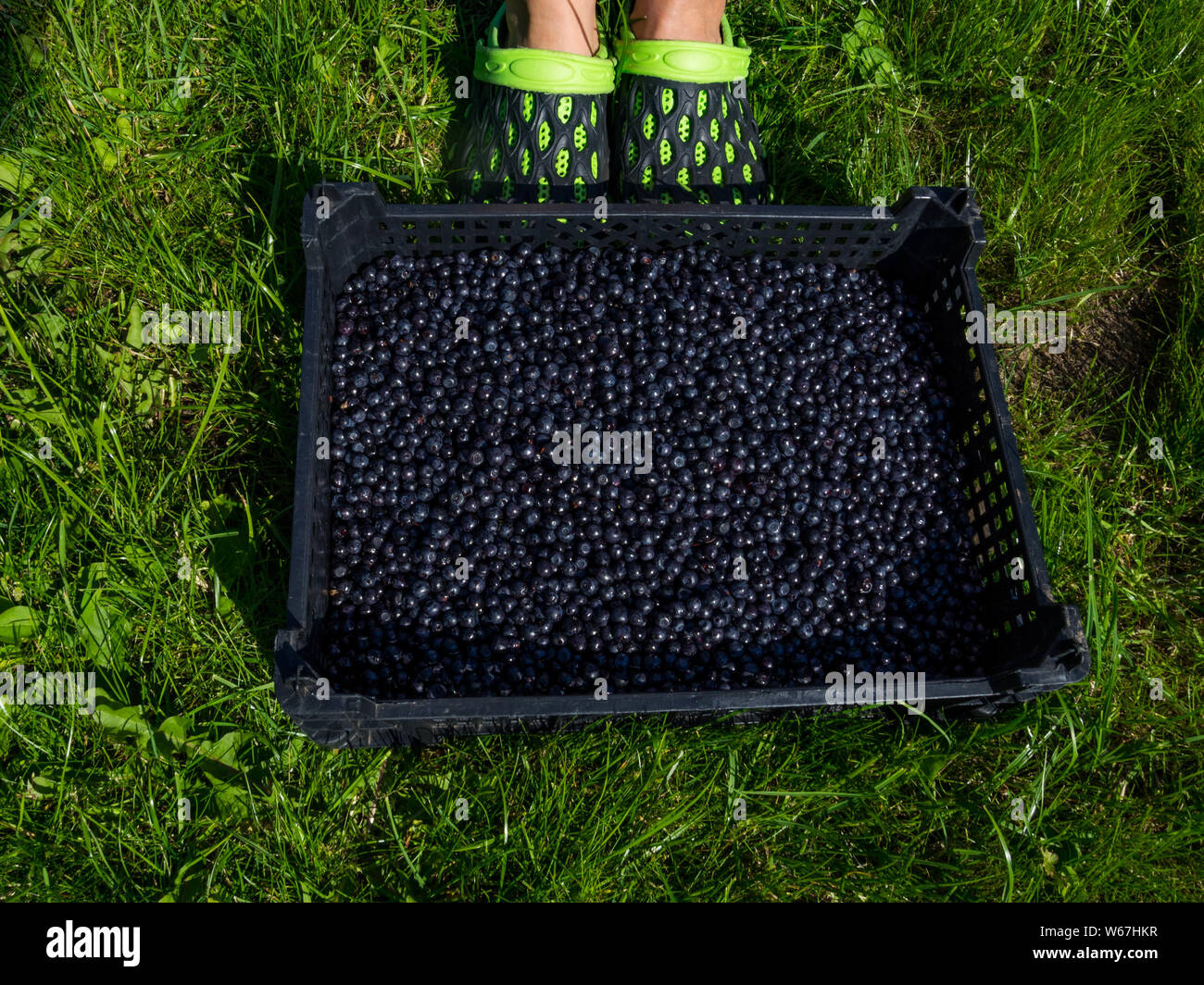 beautiful blueberry plastic box in summer Stock Photo - Alamy