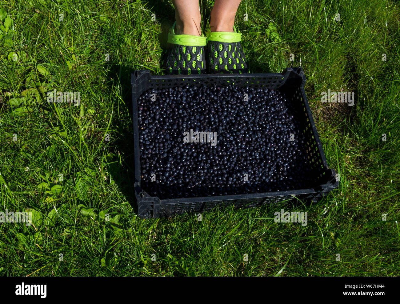 beautiful blueberry plastic box in summer Stock Photo - Alamy