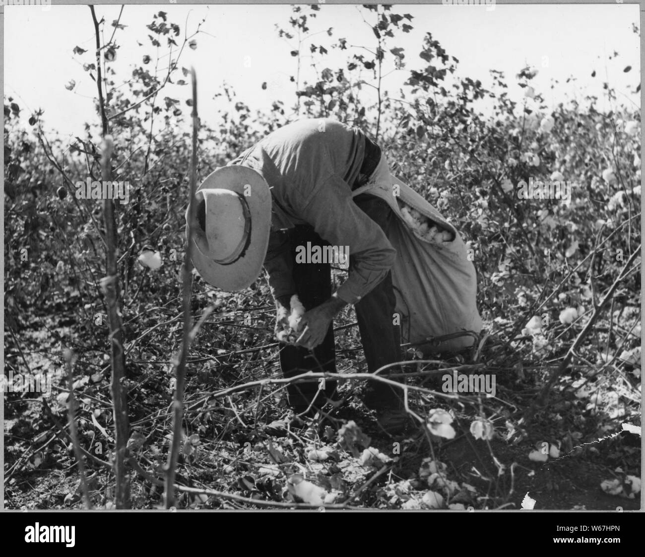 Near Coolidge, Arizona. White cotton picker gathers the lint.; Scope ...