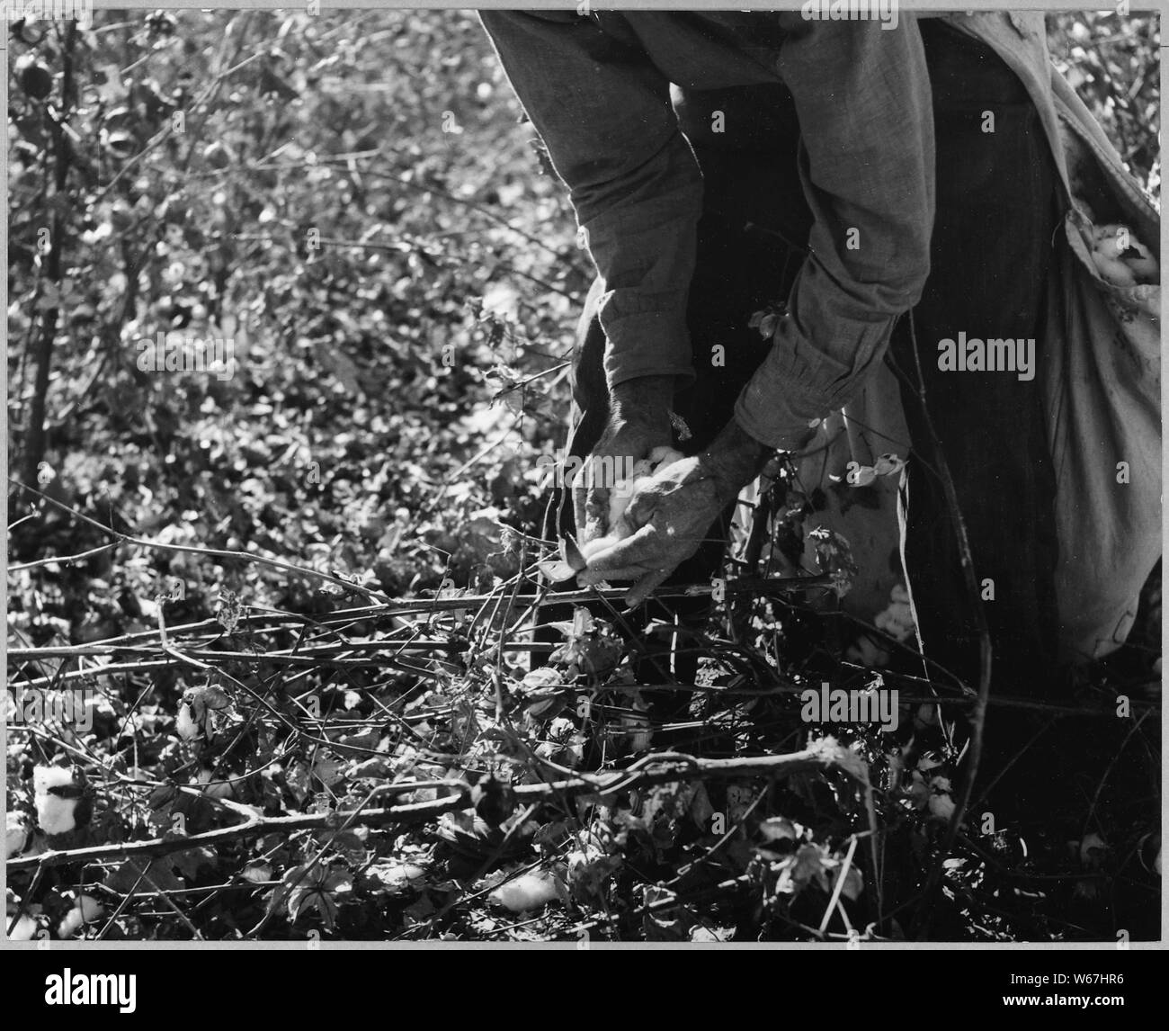 Near Coolidge, Arizona. White cotton picker gathers the lint.; Scope ...