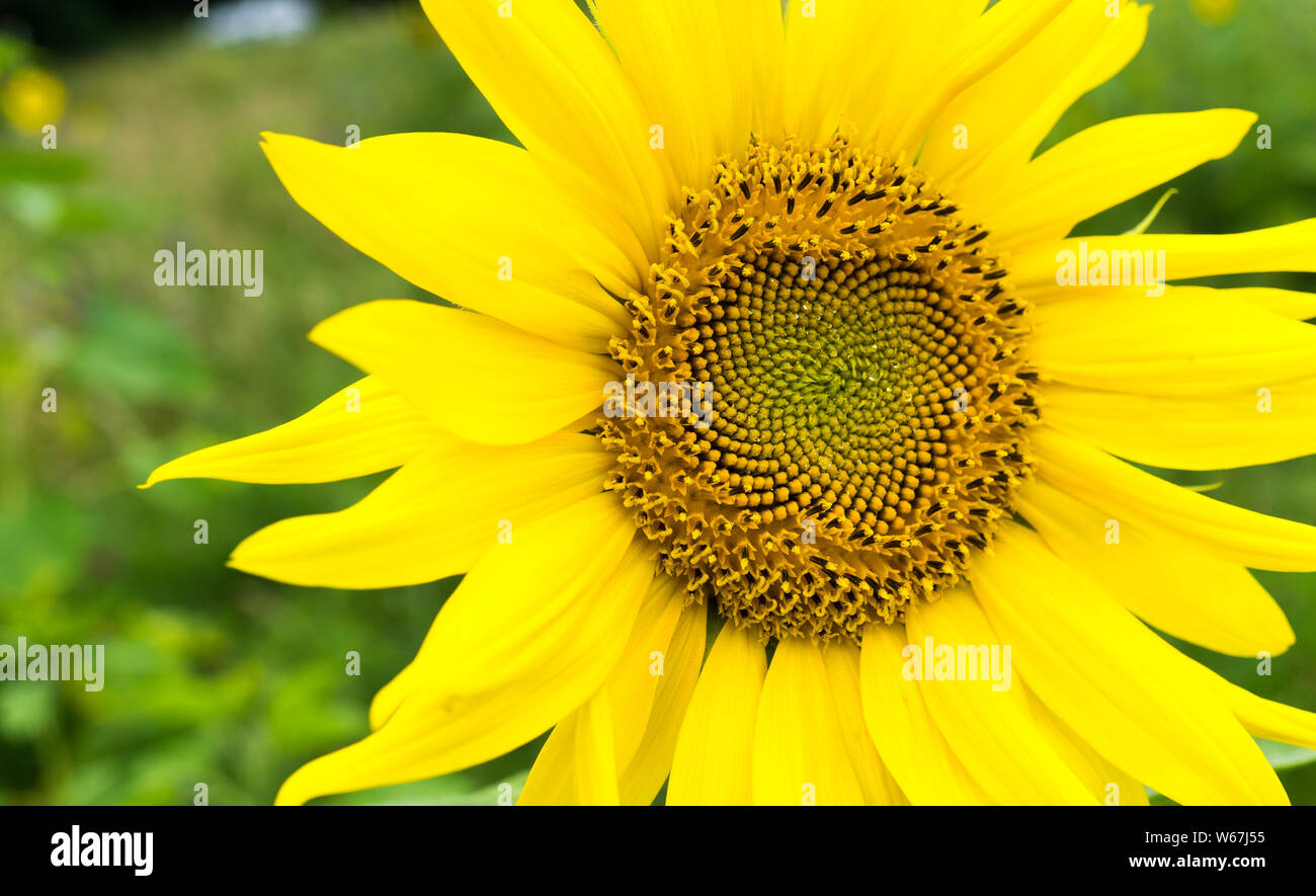 Close up sunflower hi-res stock photography and images - Alamy