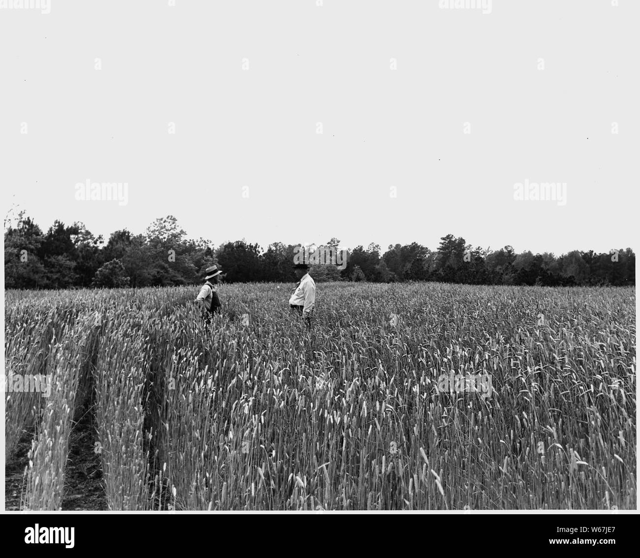 Barley acre hi-res stock photography and images - Alamy