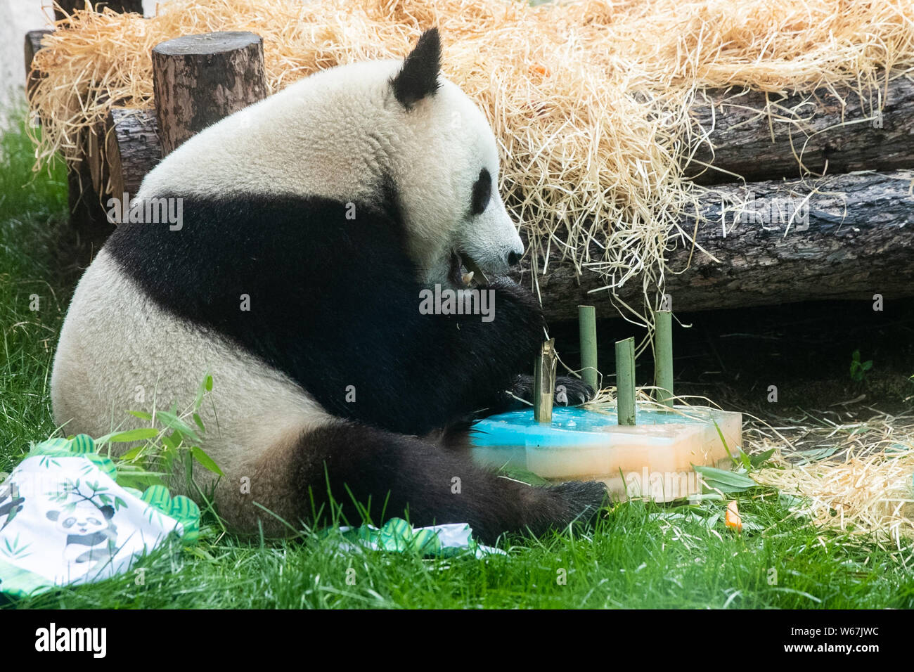 Moscow, Russia. 31st July, 2019. Giant panda Ru Yi tastes its birthday ...
