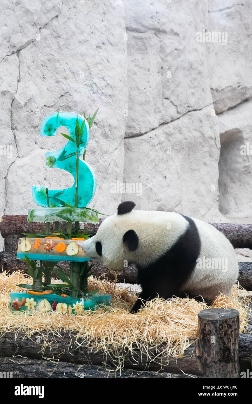 Moscow, Russia. 31st July, 2019. Giant panda Ru Yi prepares to taste ...