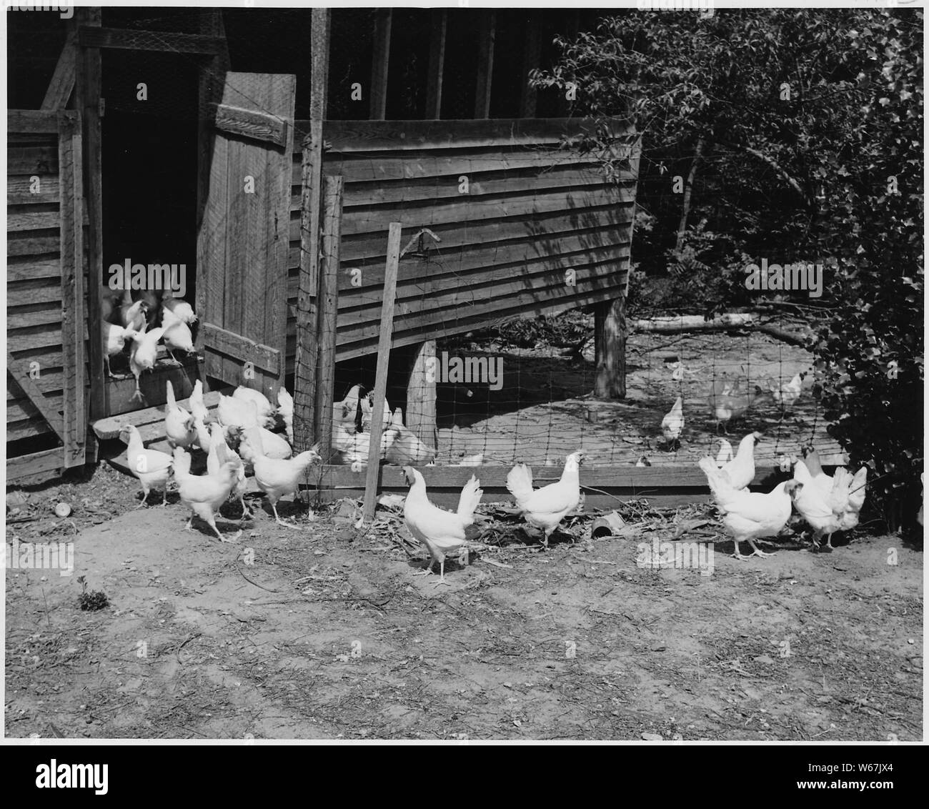 First brood Black and White Stock Photos & Images - Alamy