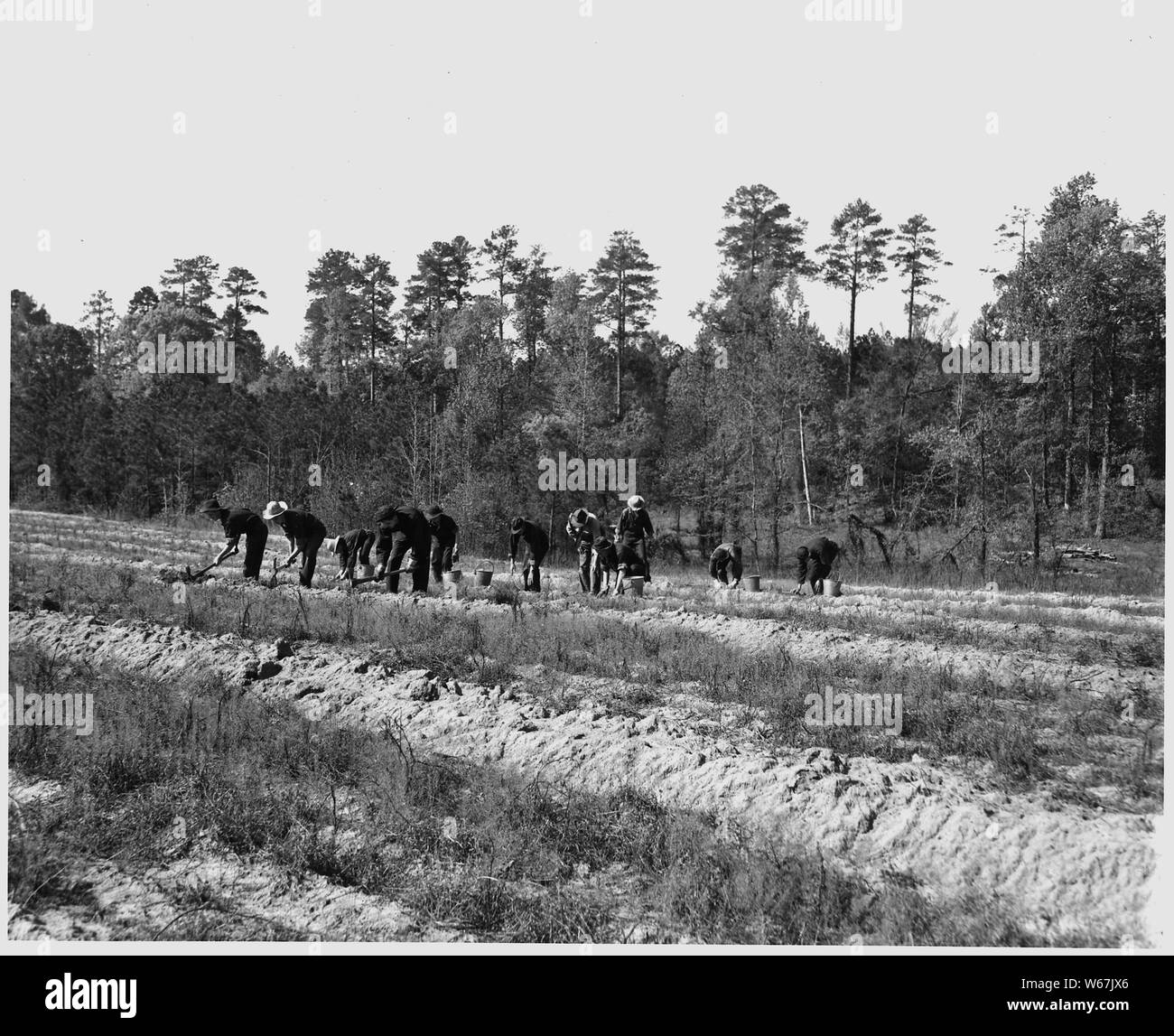 Newberry County, South Carolina. Kudzu being planted on unproductive ...