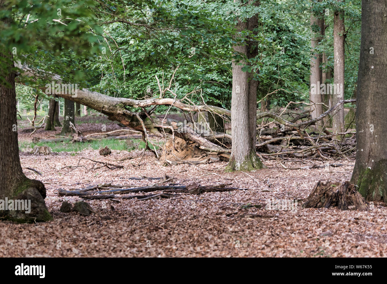 Dead trees and branches hi-res stock photography and images - Alamy