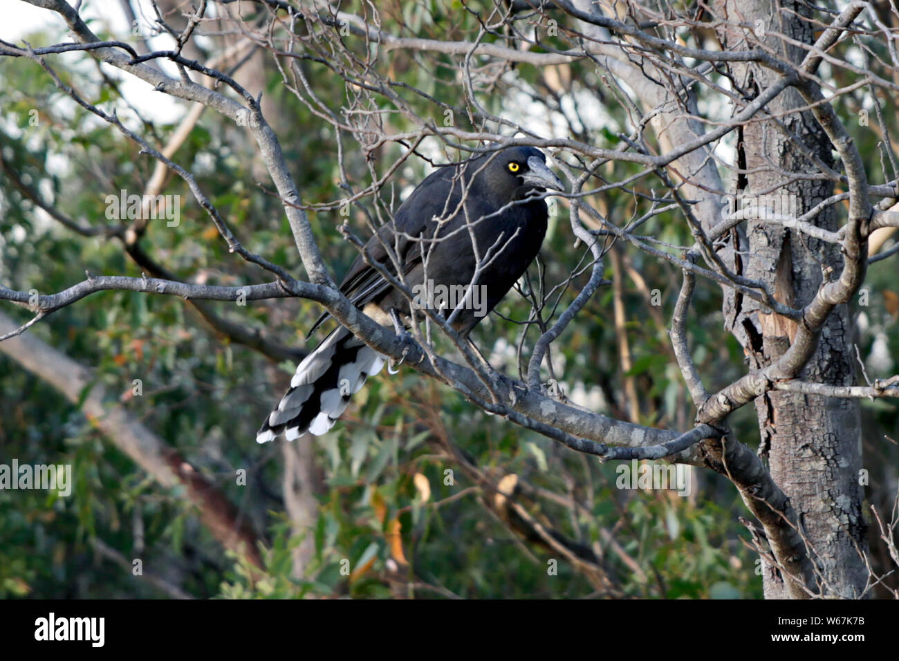 Pied Currawong High Resolution Stock Photography and Images - Alamy