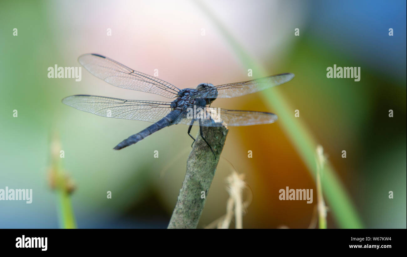 A dragonfly sits on a twig at Kenilworth Aquatic Gardens in Washington ...