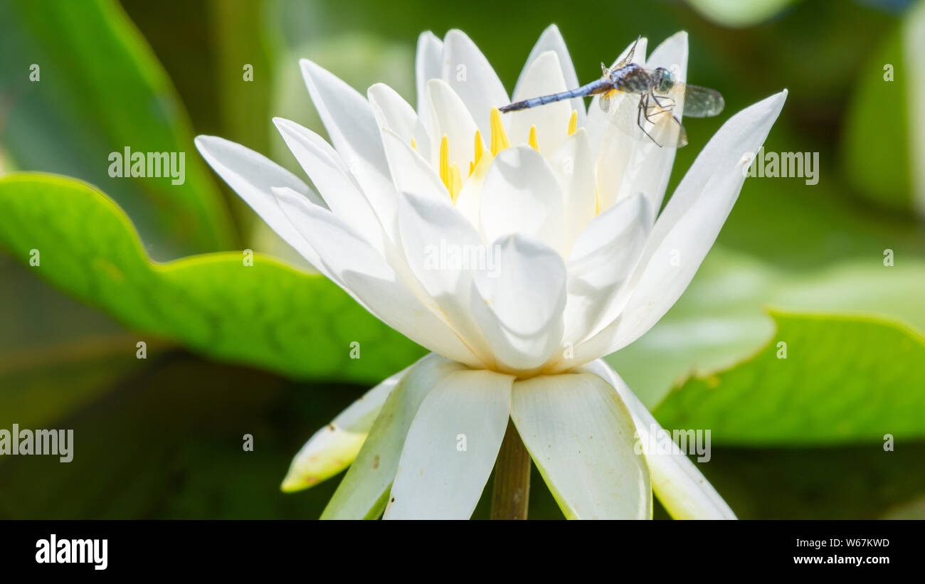 A dragonfly shelters from the wind behind a petal of a water lily at ...