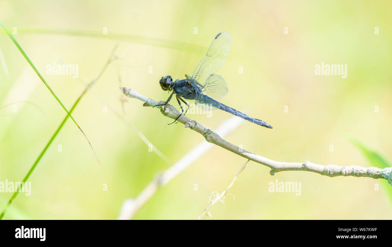 Dragonfly wings gardens hi-res stock photography and images - Alamy