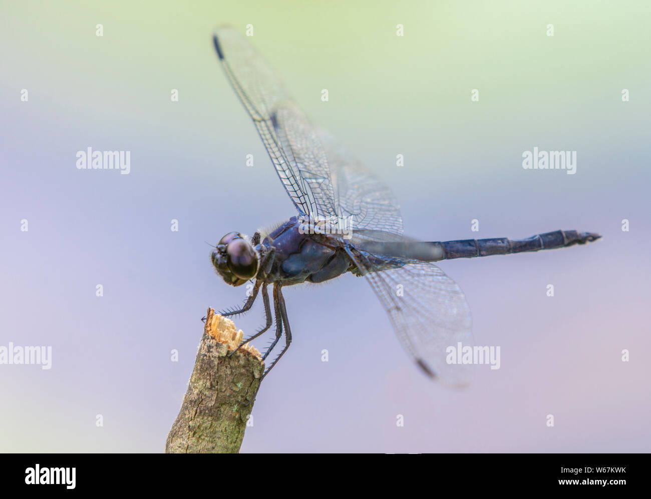 Dragonfly wings gardens hi-res stock photography and images - Alamy
