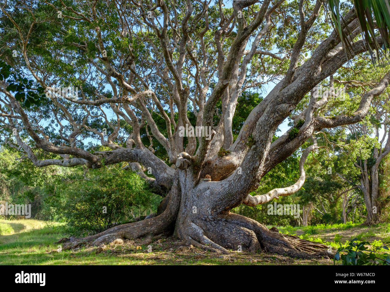 Details from the grounds and tour at St Nicholas Abbey, an artisanal ...