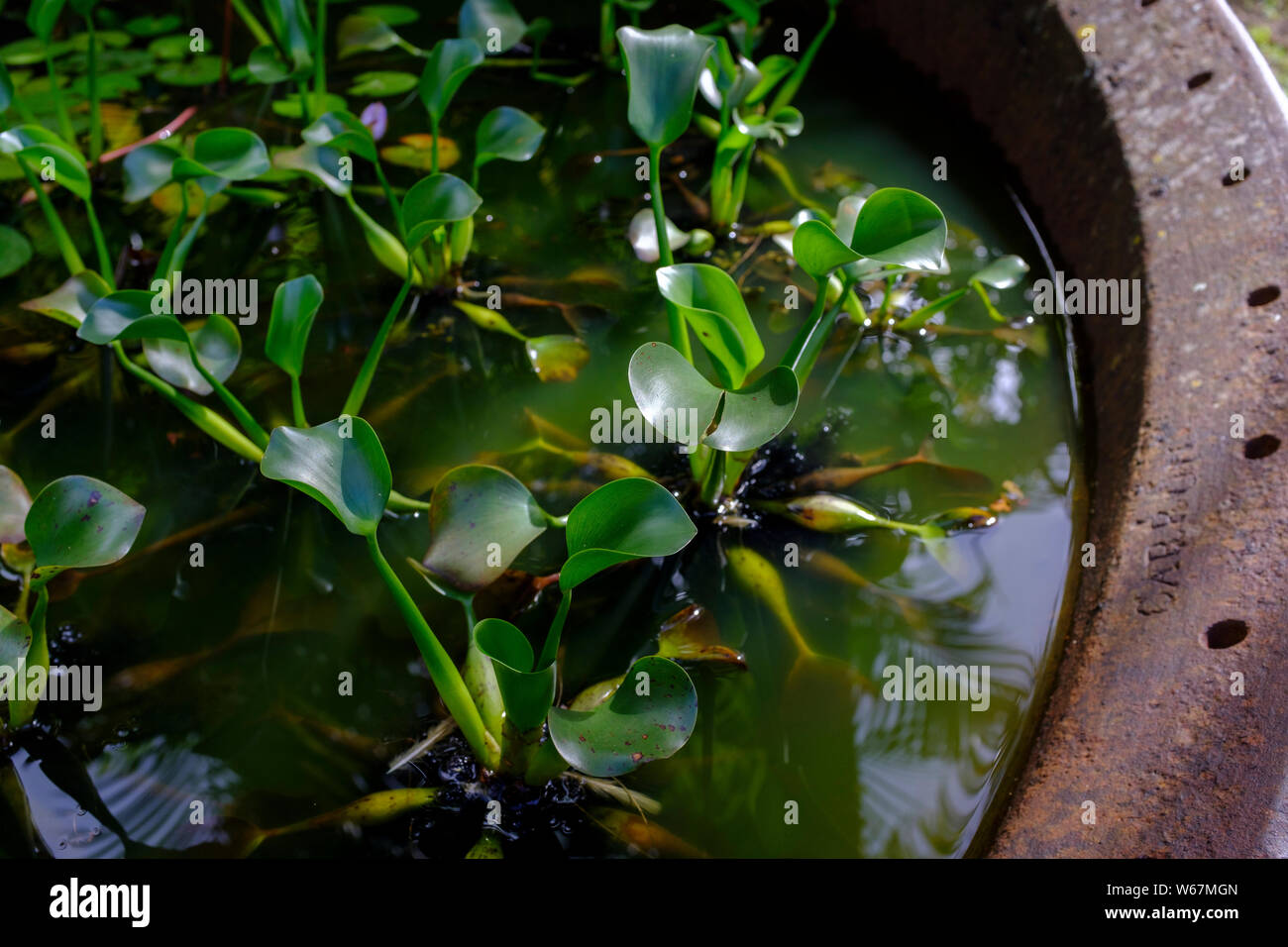 Water feature in the gardens at St Nicholas Abbey, an artisanal rum ...