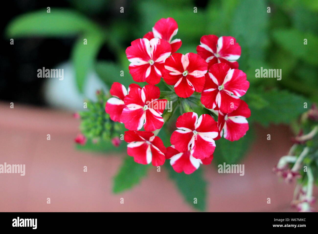 Verbena voodoo star hi-res stock photography and images - Alamy