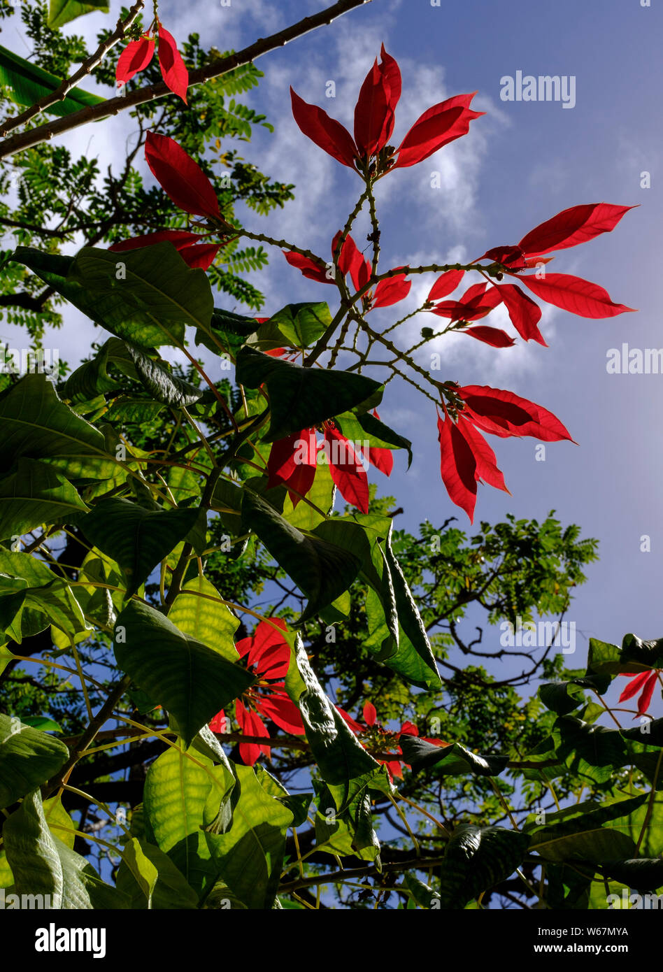 Details from the grounds and tour at St Nicholas Abbey, an artisanal ...