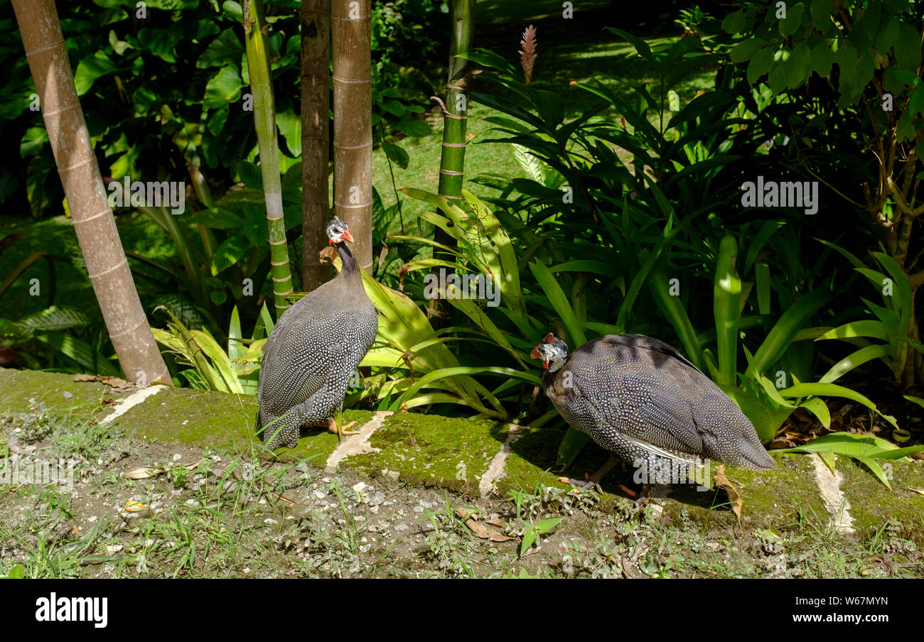 Guinea fowl on the grounds of St Nicholas Abbey, an artisanal rum ...