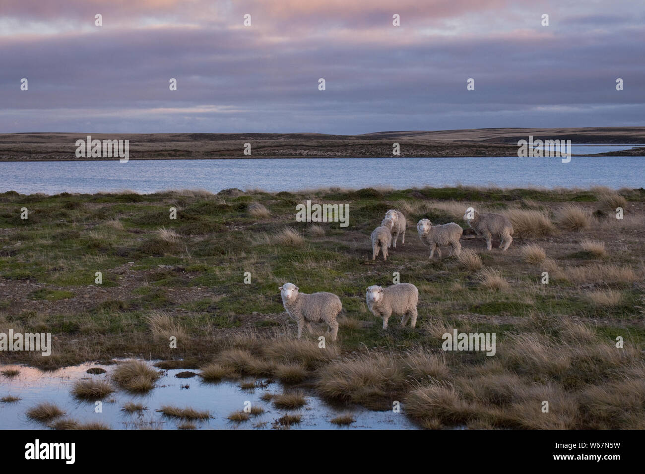 Native sheep hi-res stock photography and images - Alamy