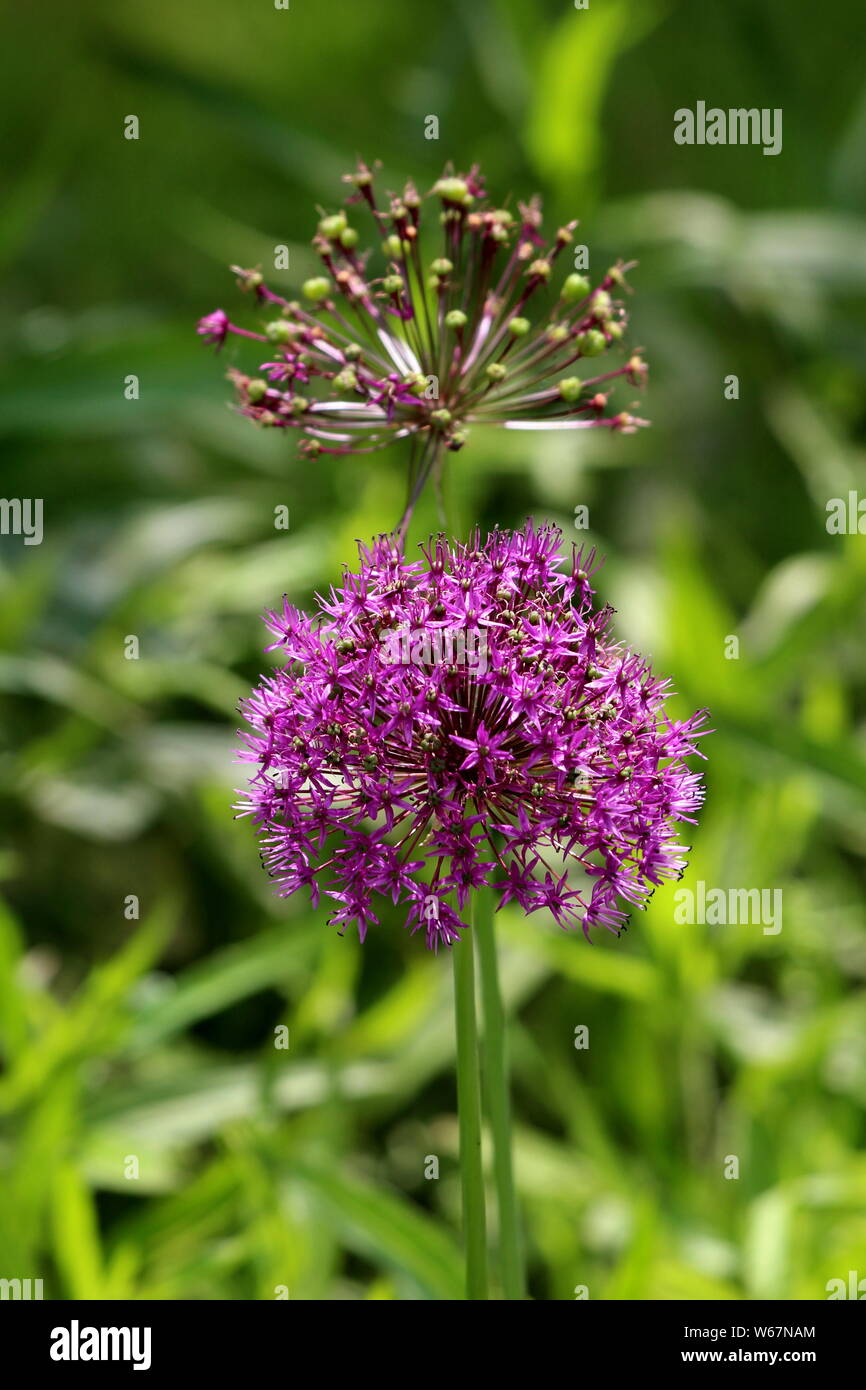 Star shaped fully open flowers hi-res stock photography and images - Alamy