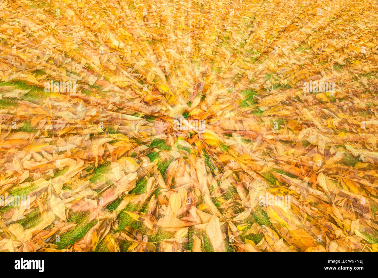 Vegetation dynamics hi-res stock photography and images - Alamy