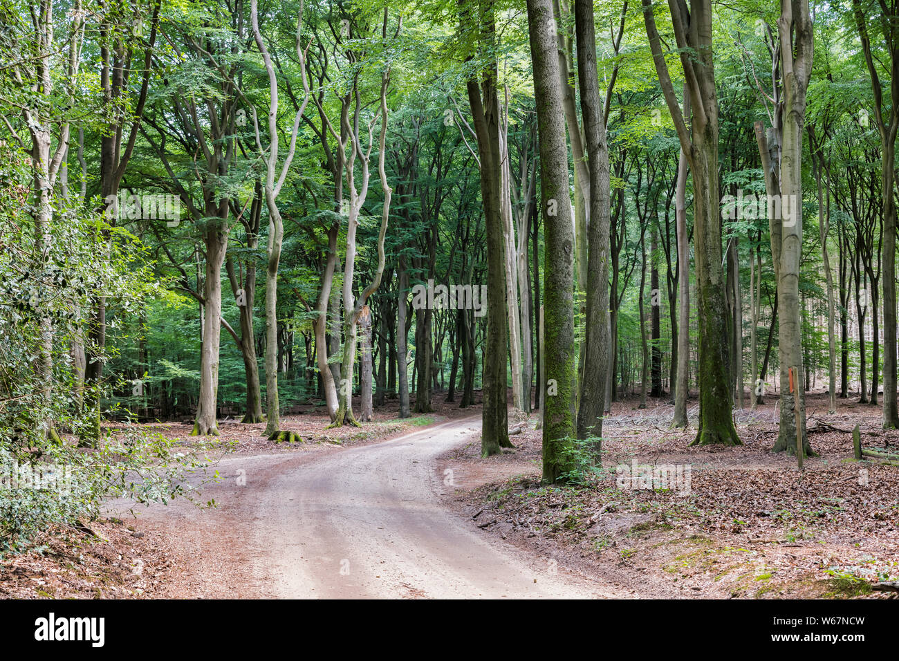 lot of trees in nature in national park de hooge veluwe in holland ...