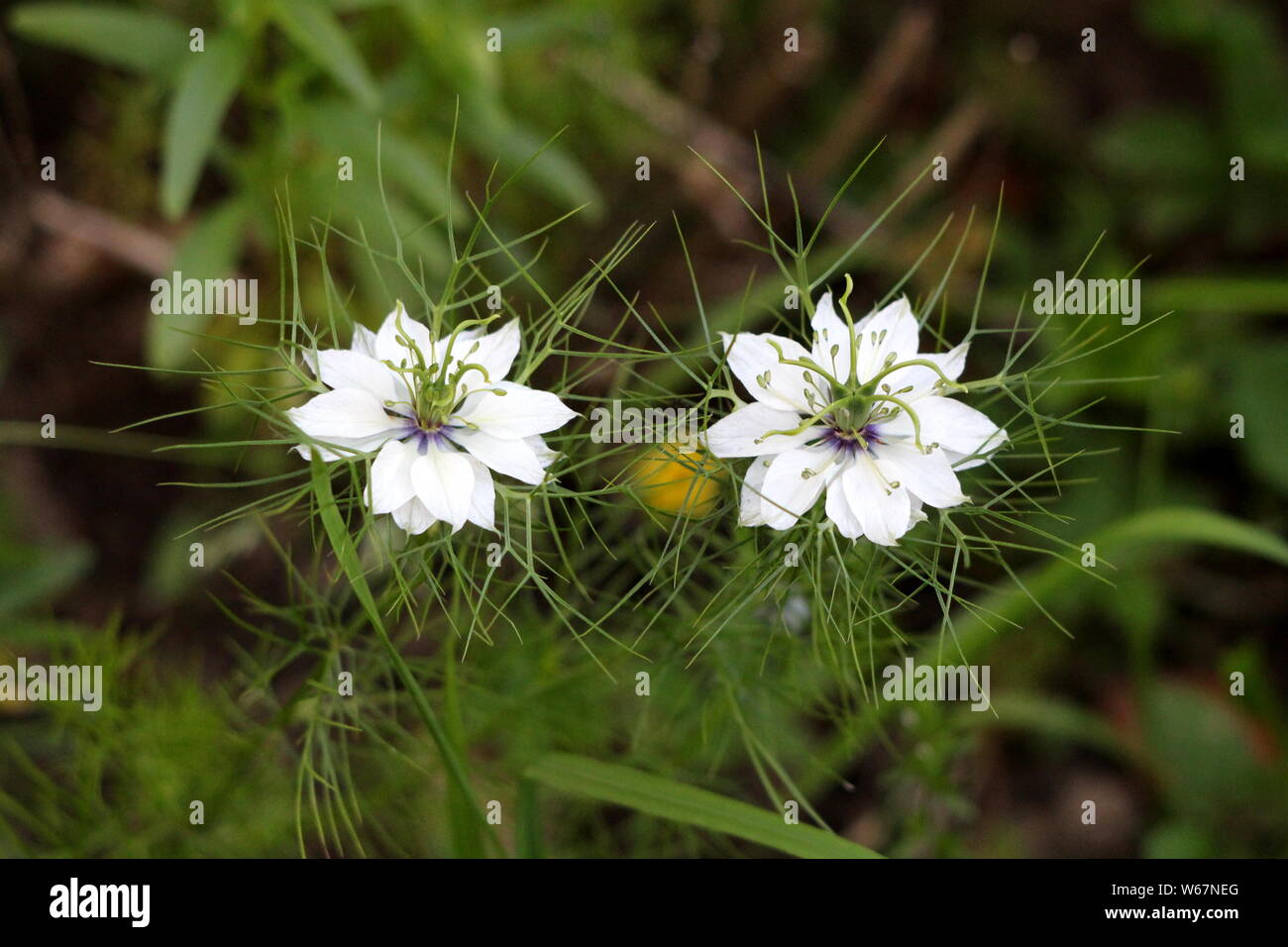 Two Black cumin or Nigella sativa or Black caraway or Nigella or Roman ...