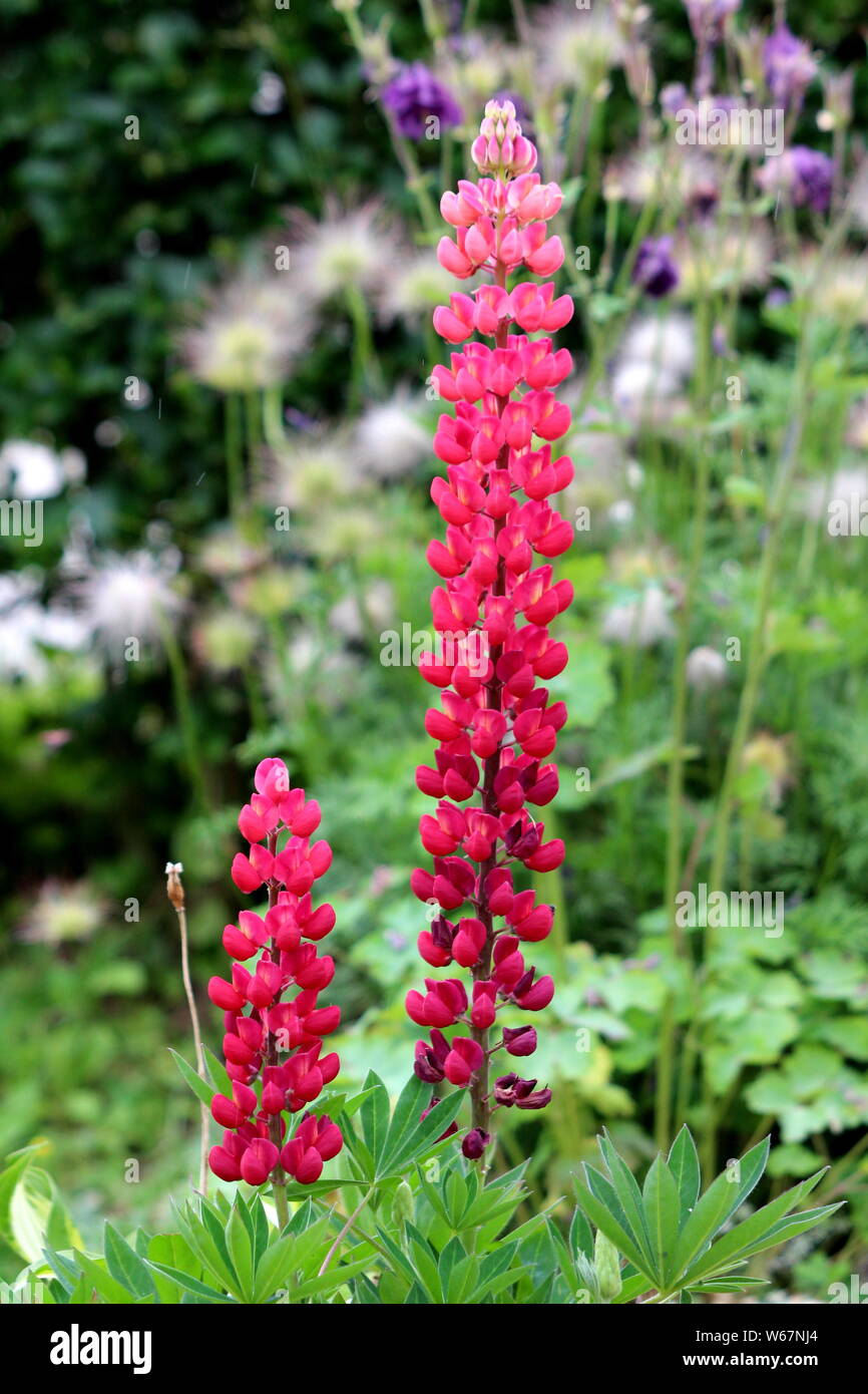 Two Lupin or Lupinus or Lupine herbaceous perennial flowering plants ...