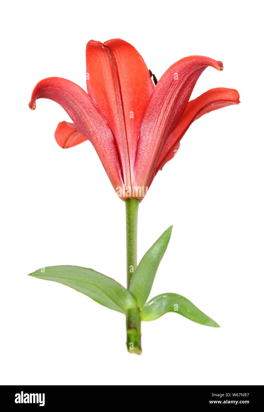 single red lily isolated on white background Stock Photo - Alamy