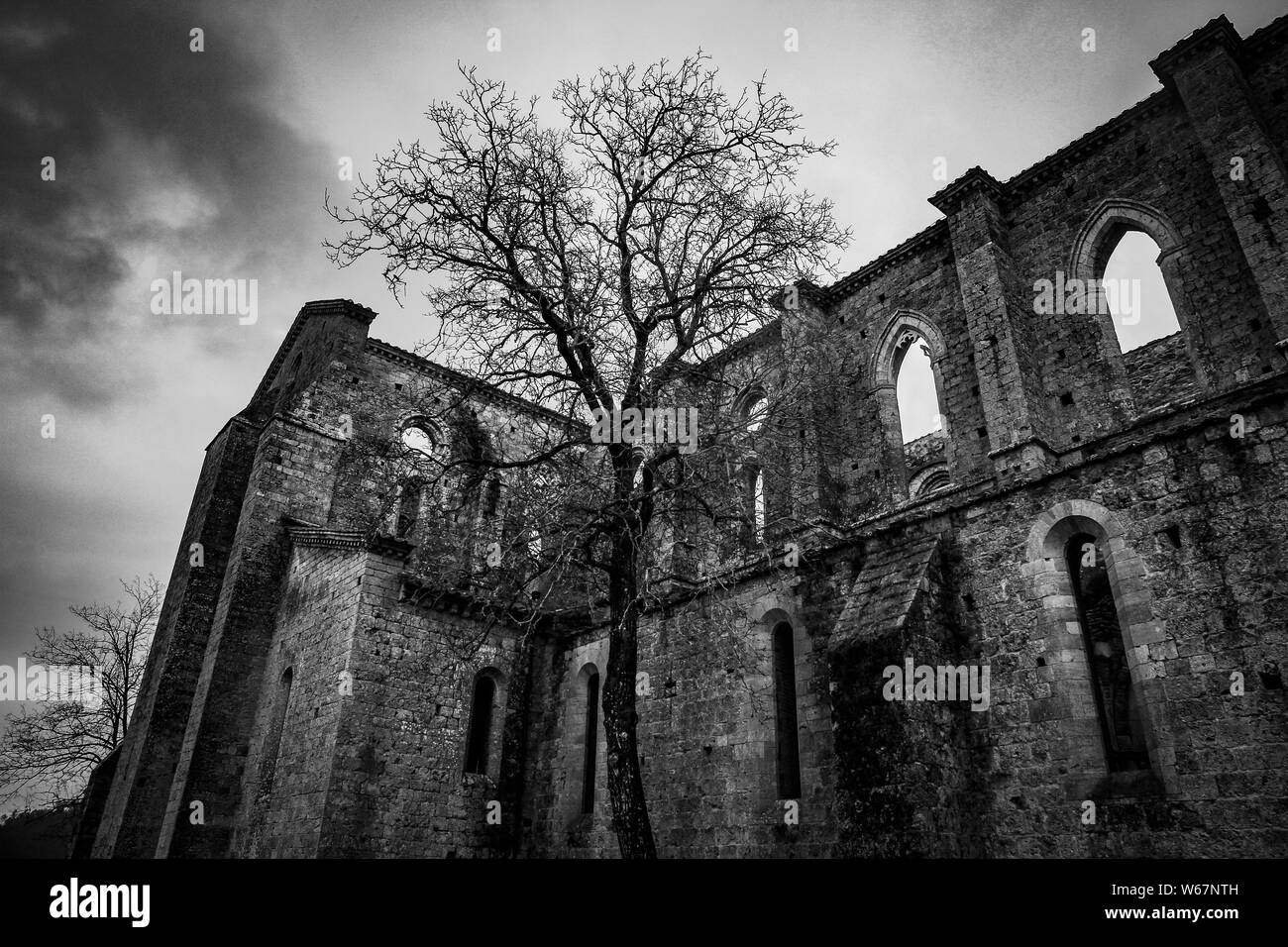 Low angle shot of ruin with arched type windows near a tall tree in ...