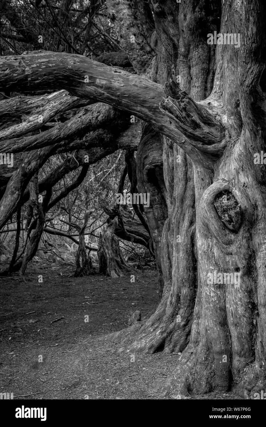 Old yew tree uk Black and White Stock Photos & Images - Alamy