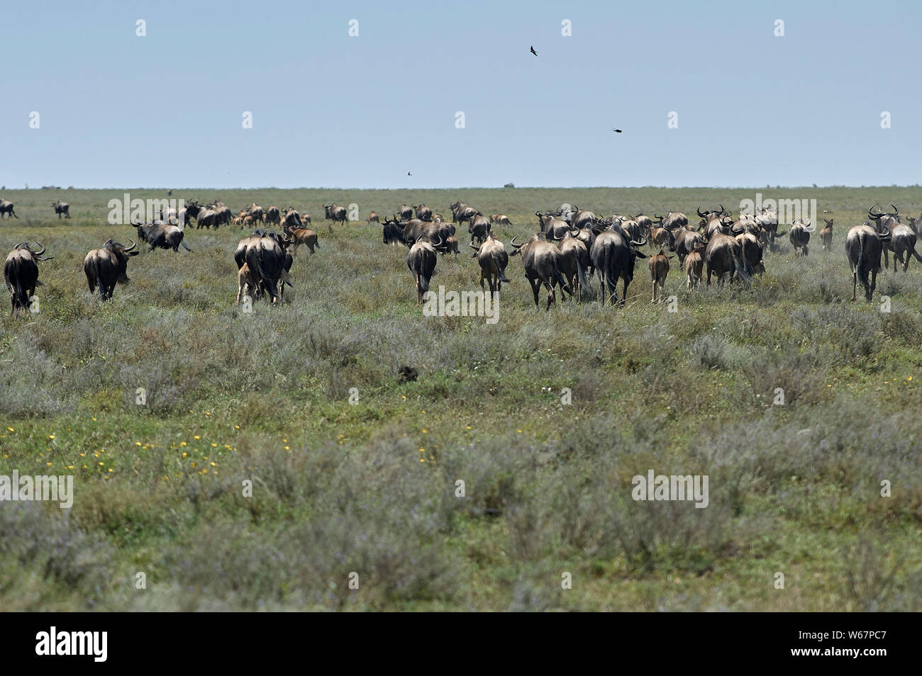 Wildebeest migration in the Ndutu area, Serengeti ecosystem Stock Photo ...